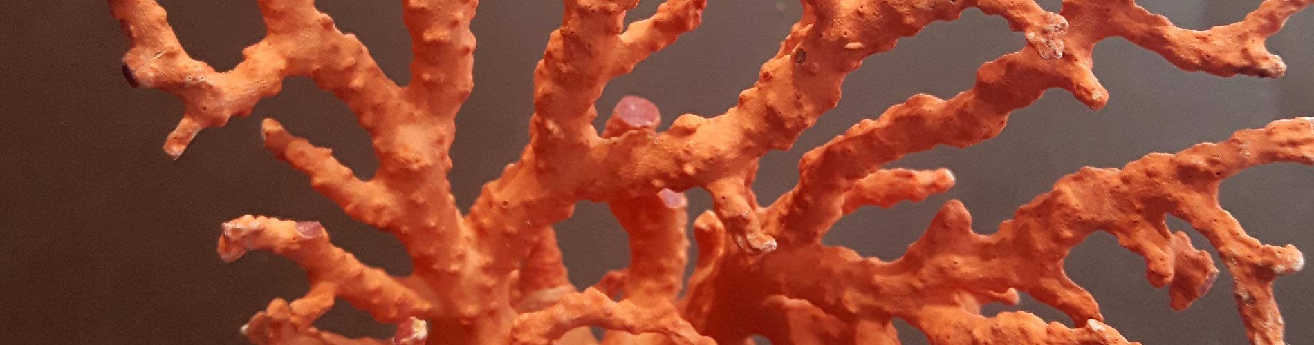 Le corail - Frediani Pierres précieuses